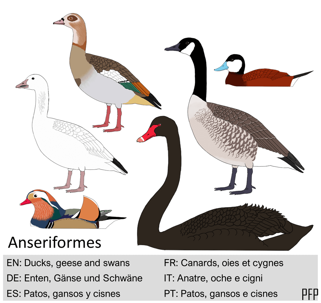 Introduced Bird Interaction Survey | LabOr - Laboratório de Ornitologia