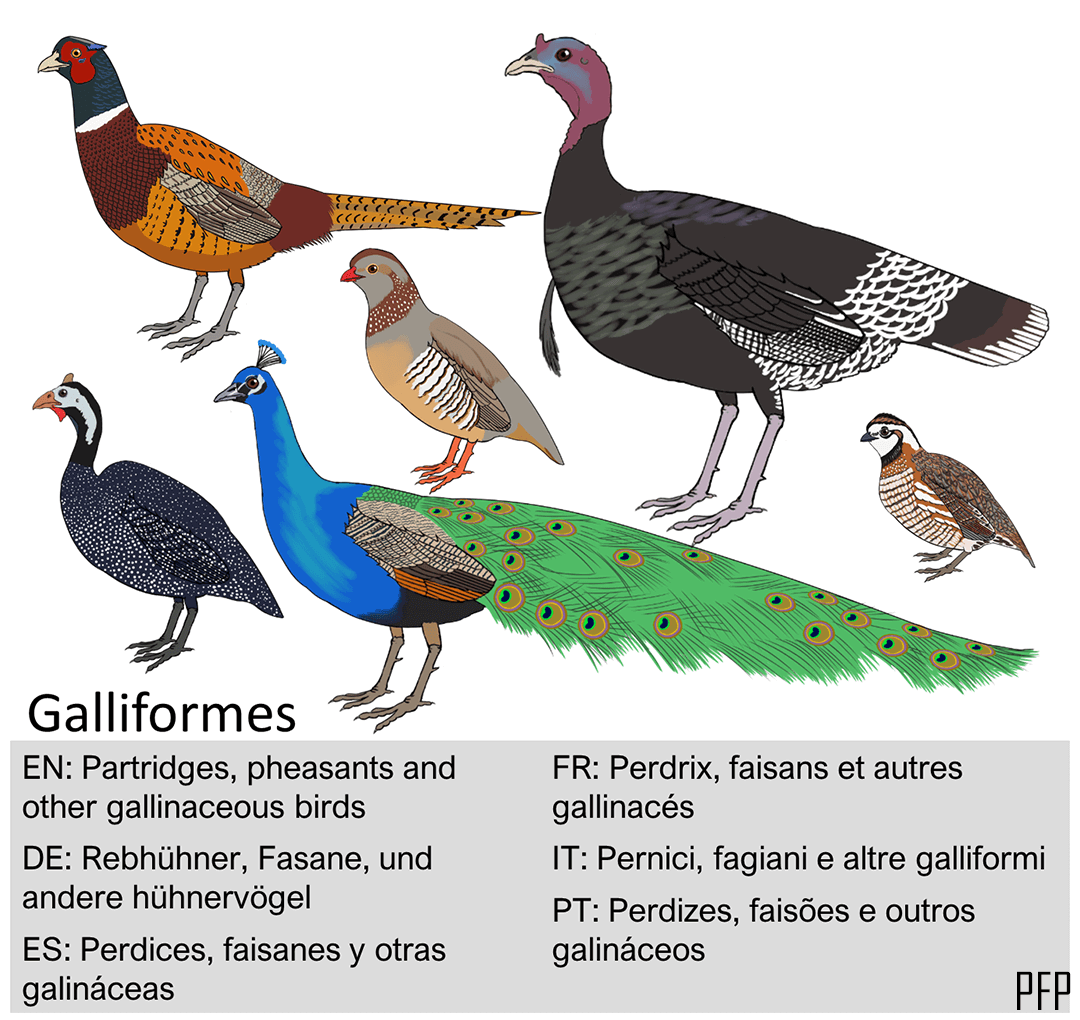 Syrmaticus reevesii | Introduced Bird Interaction Survey