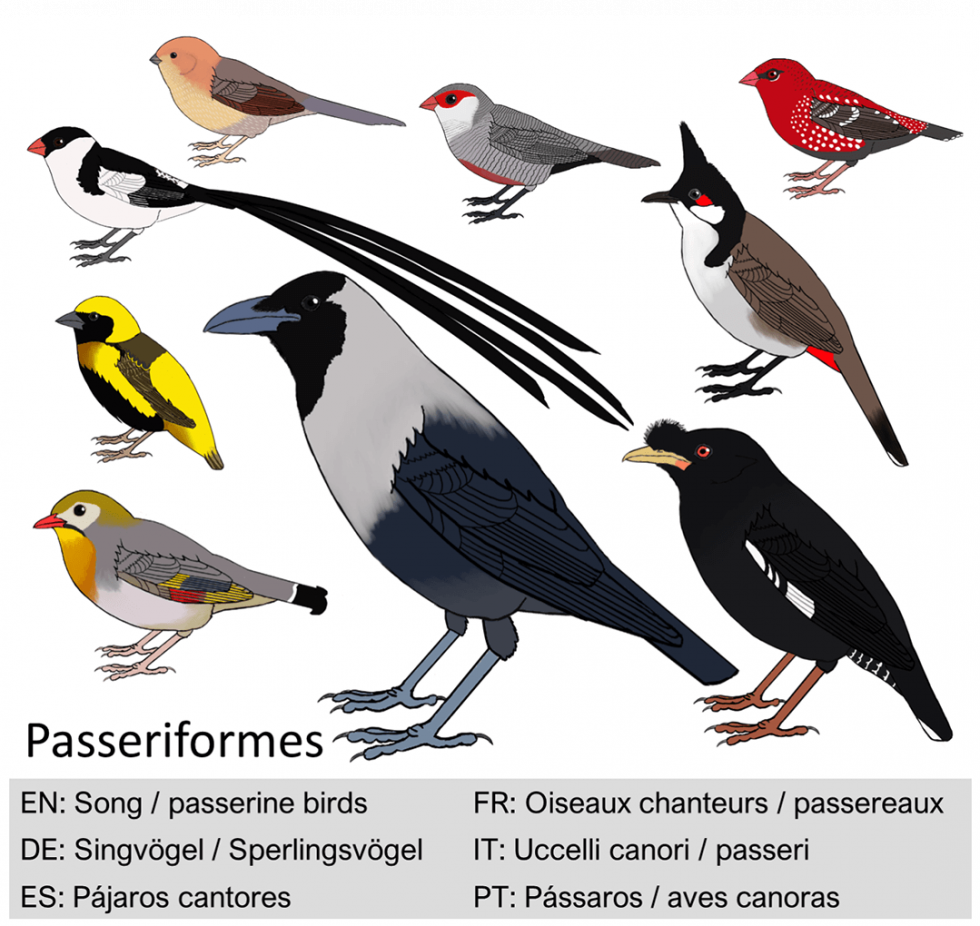 Introduced Bird Interaction Survey | LabOr - Laboratório de Ornitologia
